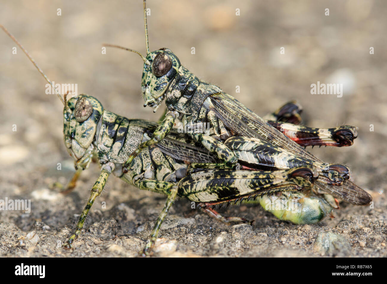 Mating pair of Pine Tree Spur-throat Grasshoppers (Melanoplus ...