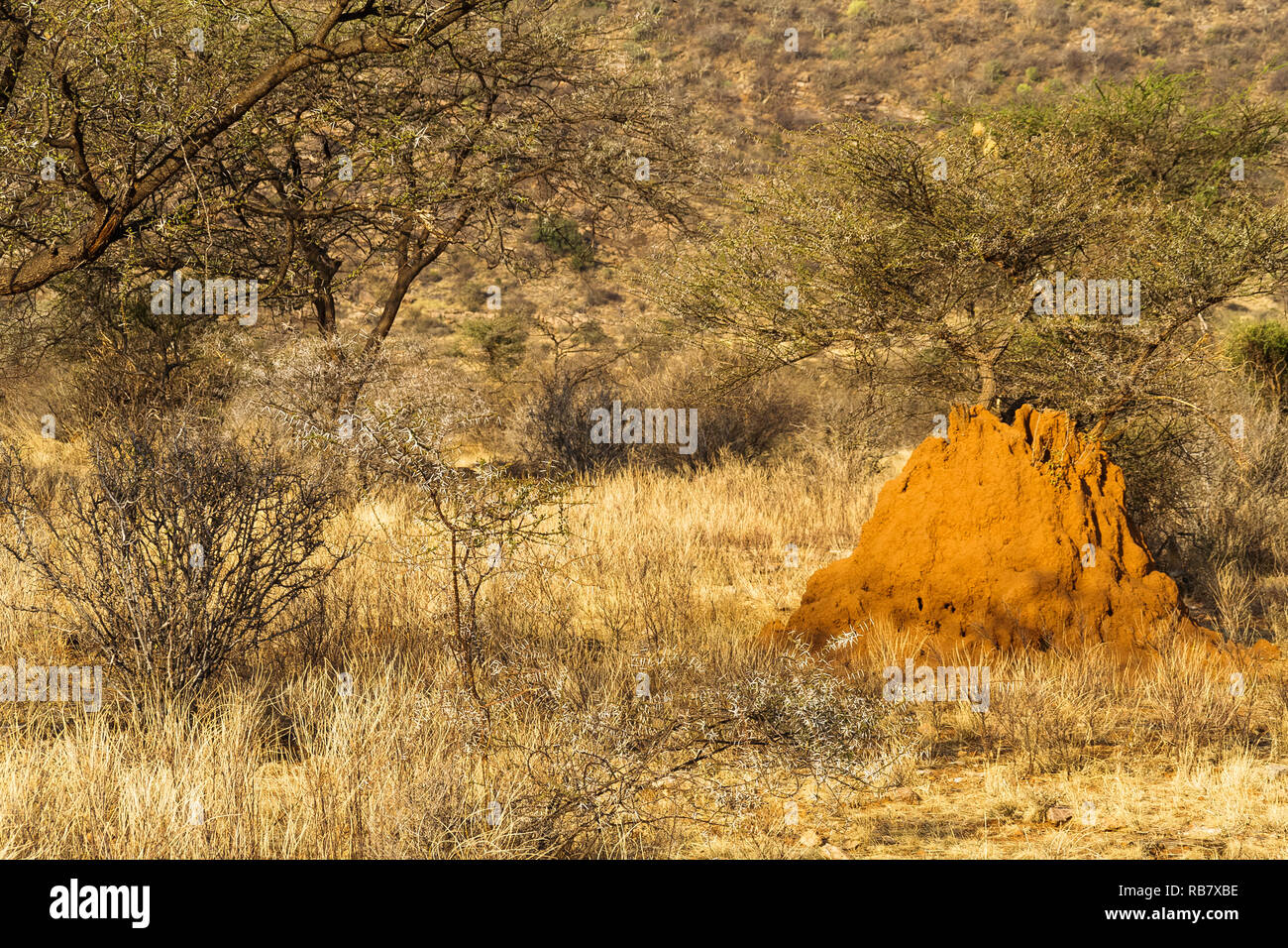 Large termitary in savanna. Samburu national park, Kenya Stock Photo ...