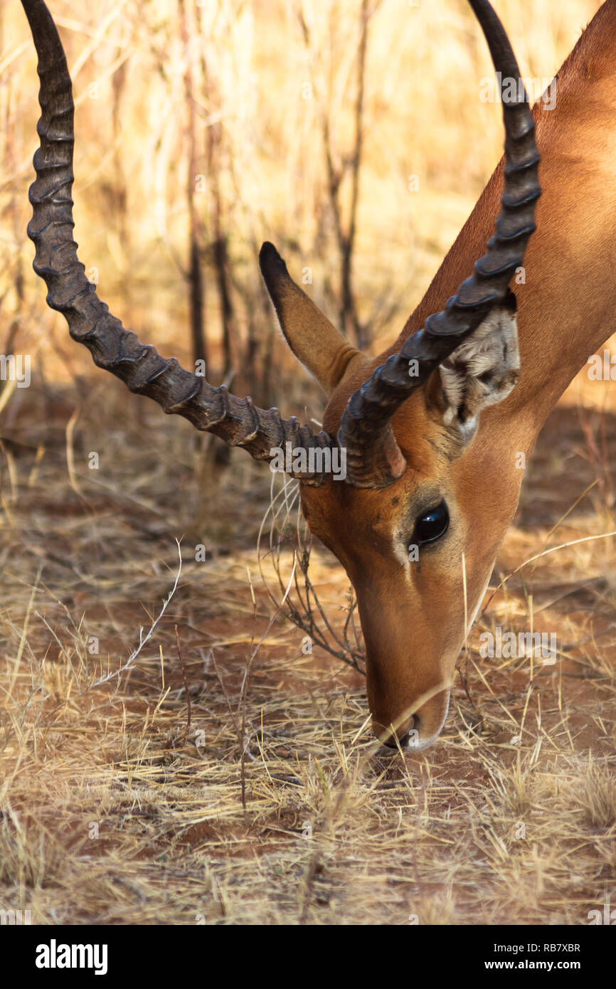 Impala antelope head hi-res stock photography and images - Alamy