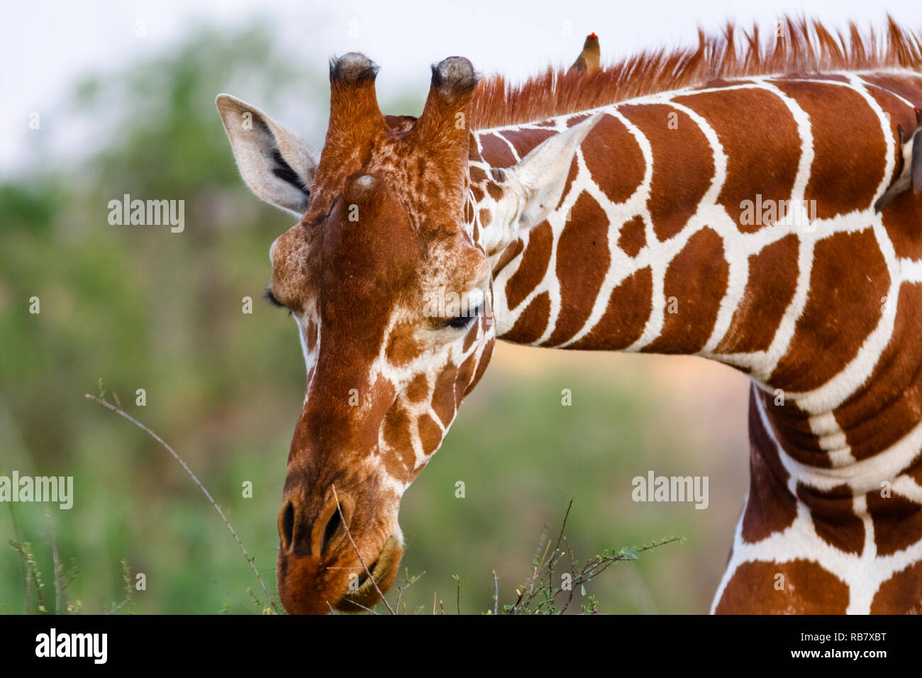 Reticulated grass hi-res stock photography and images - Alamy