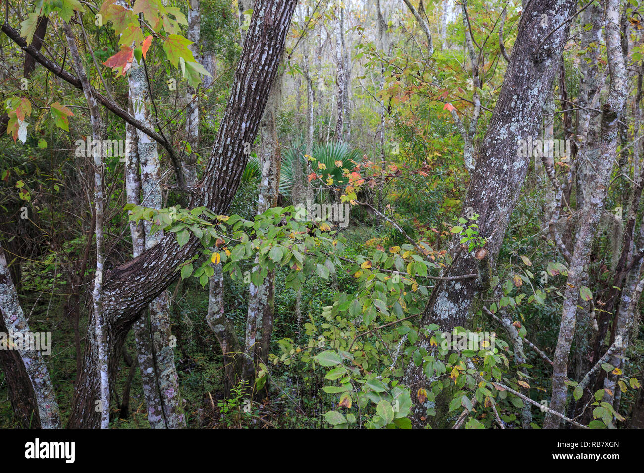 Louisiana bayou swamp cypress trees hi-res stock photography and images ...