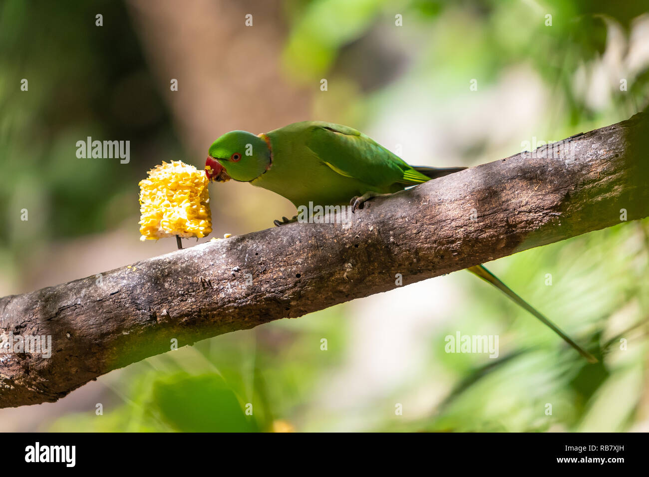 Alexandrine parrot feeding on corn on a feeding perch Stock Photo - Alamy