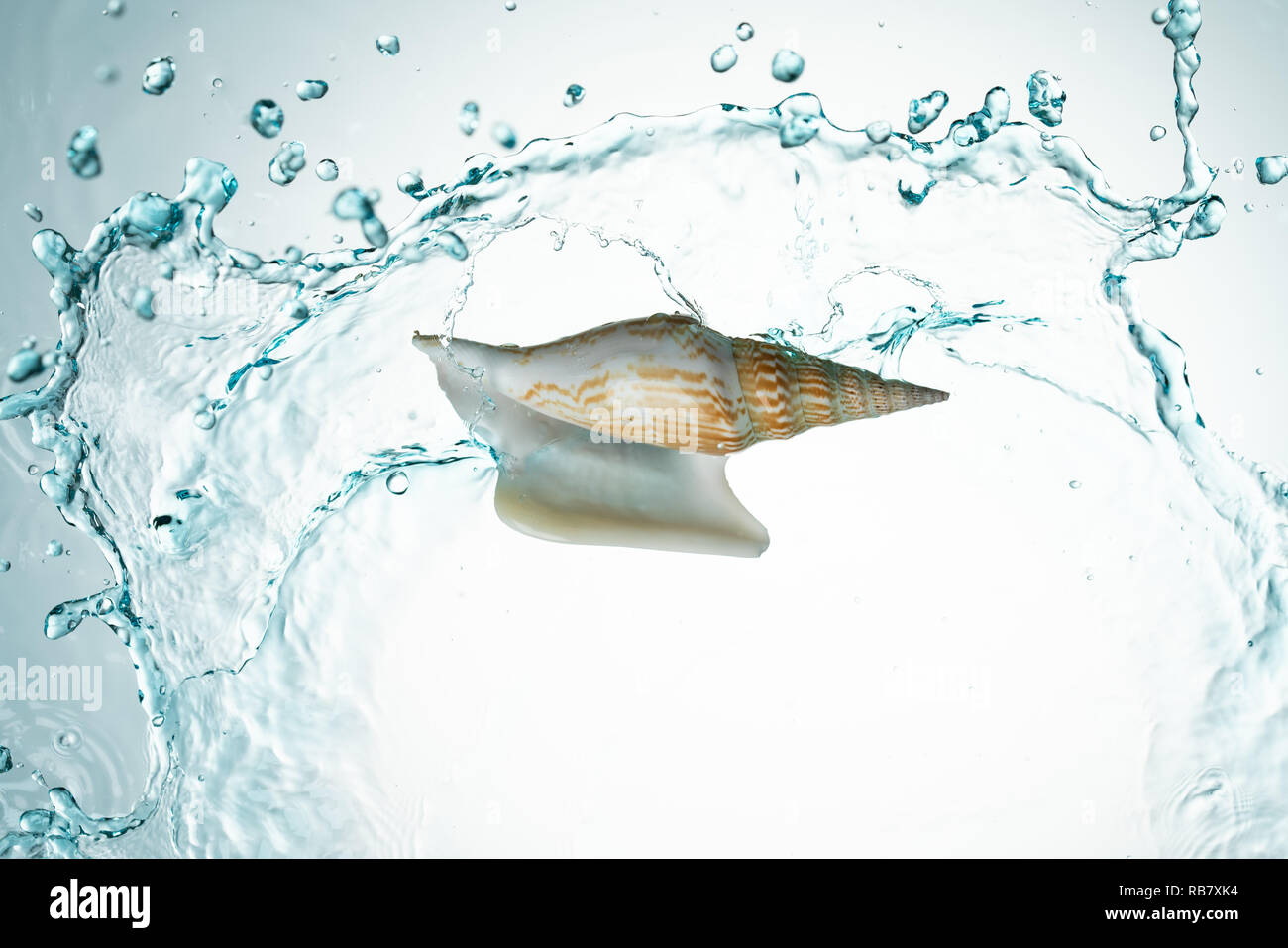 Seashell overhead view and water splash on white background Stock Photo ...