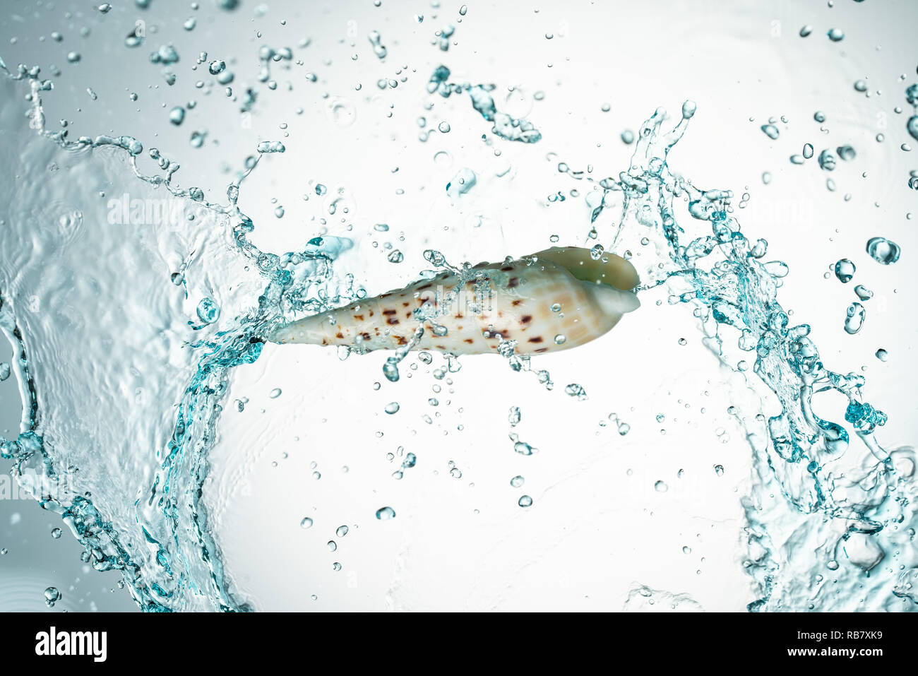 Seashell overhead view and water splash on white background Stock Photo ...