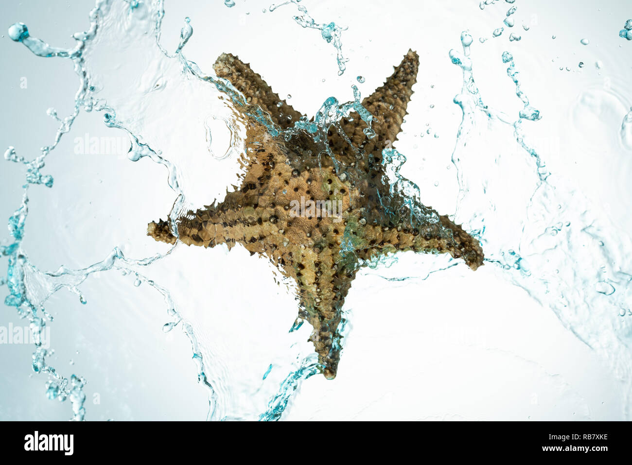 Starfish motion hi-res stock photography and images - Alamy