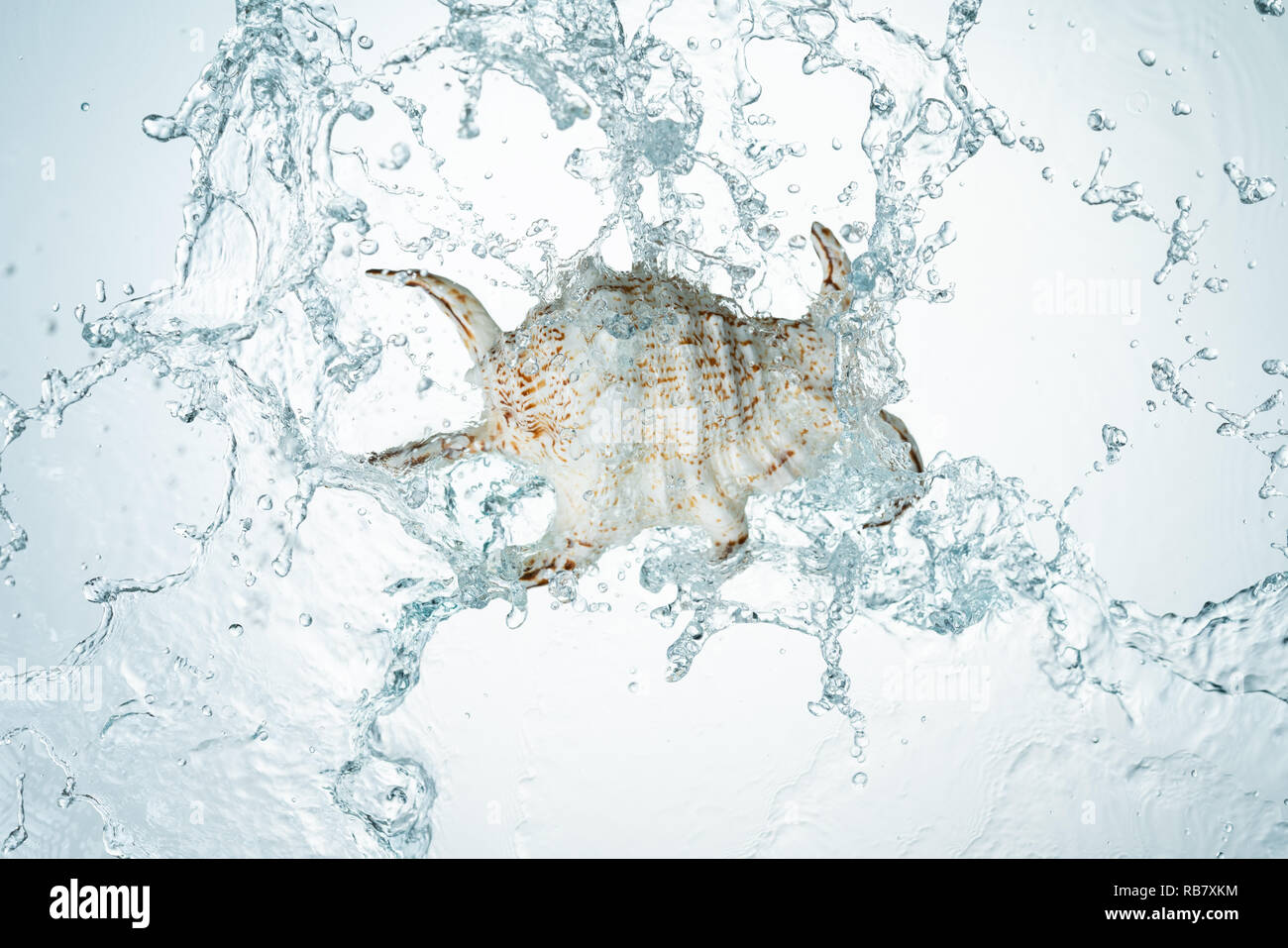Seashell overhead view and water splash on white background Stock Photo ...
