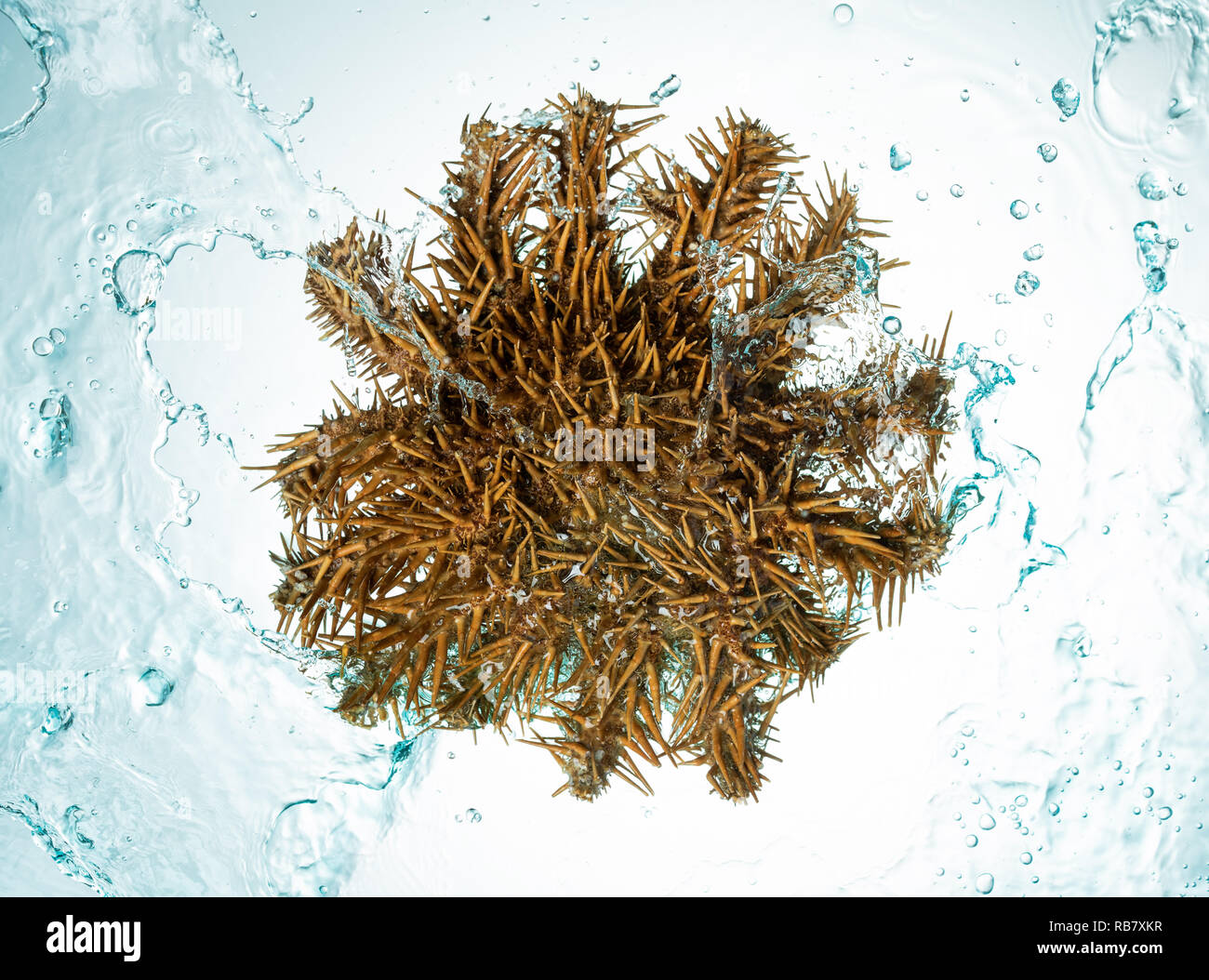 Seashell overhead view and water splash on white background Stock Photo ...