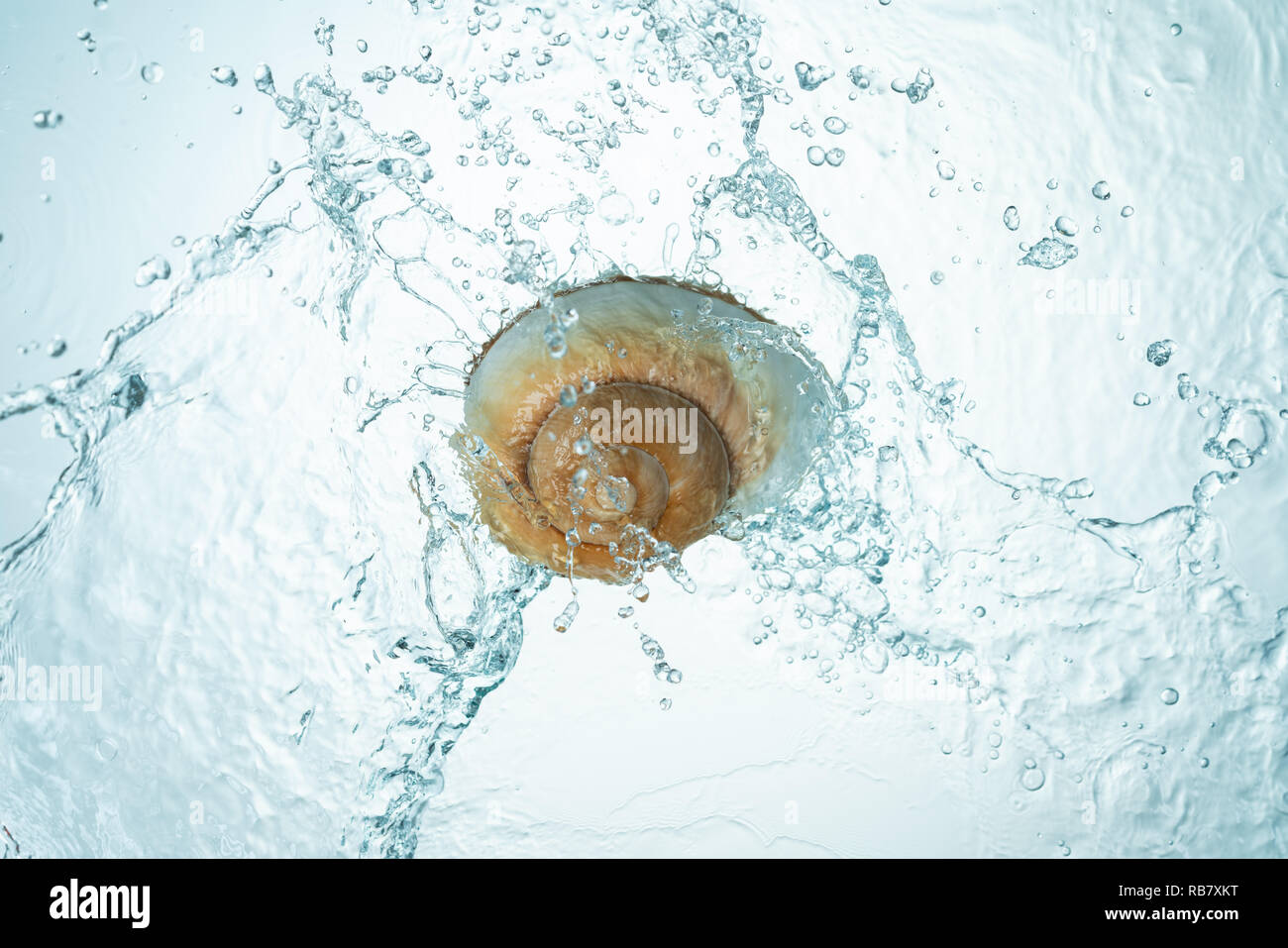 Seashell overhead view and water splash on white background Stock Photo ...