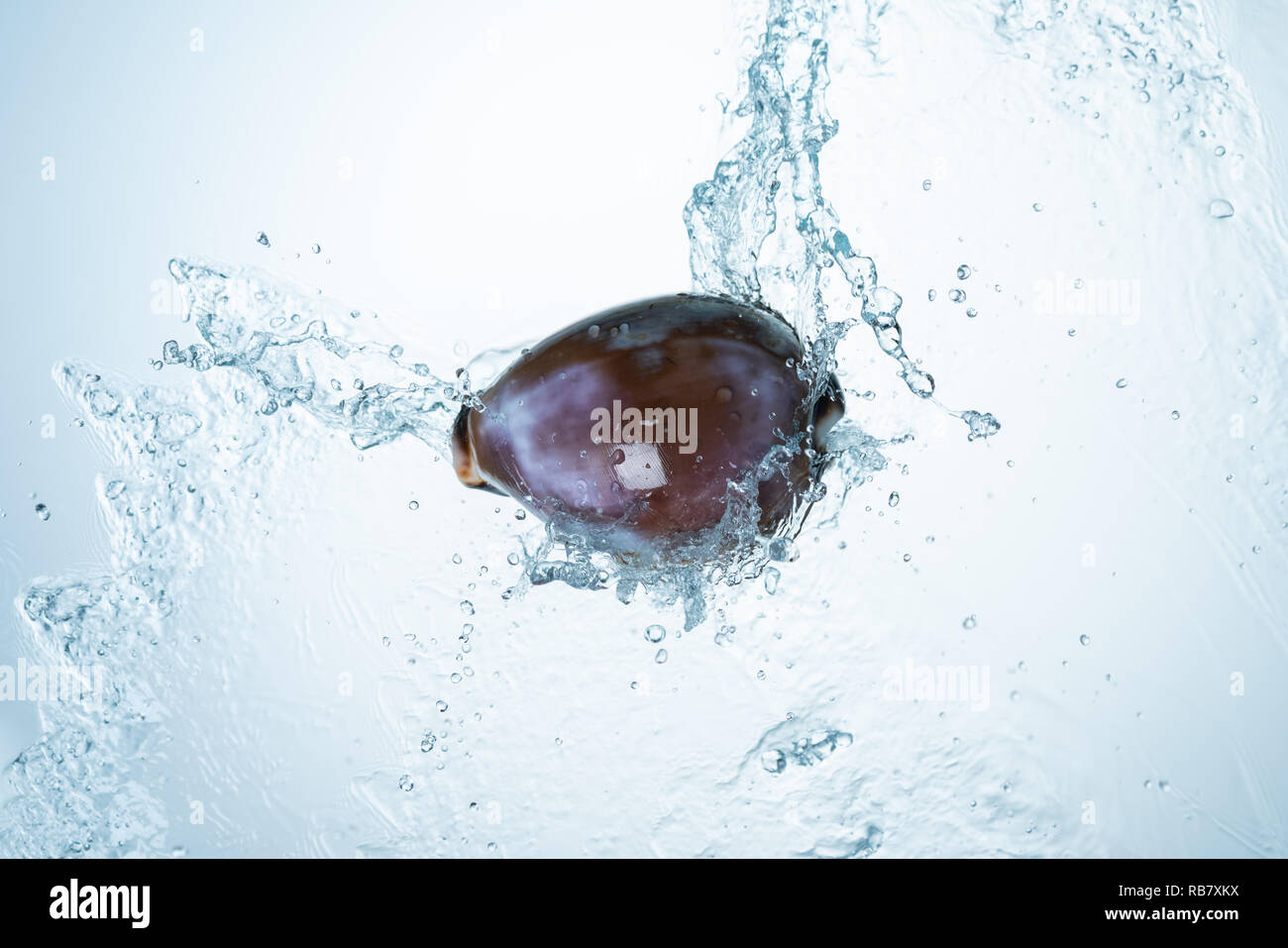 Seashell overhead view and water splash on white background Stock Photo ...