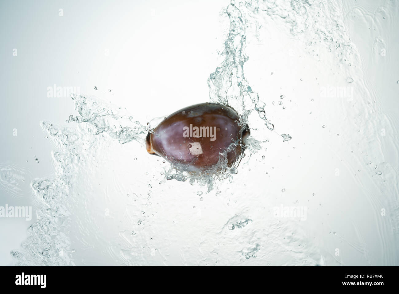 Seashell overhead view and water splash on white background Stock Photo ...
