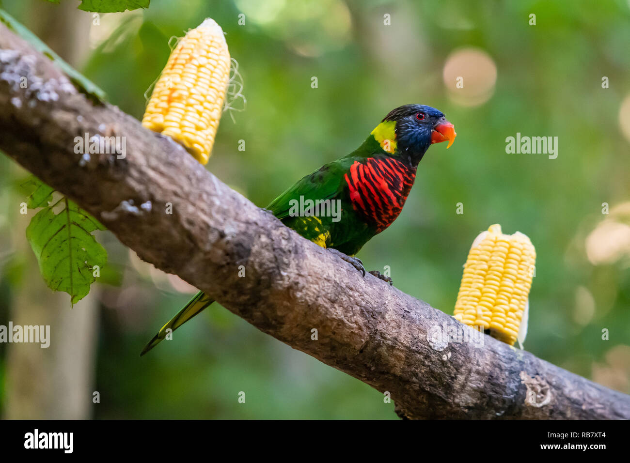 Male rainbow lorikeet hi-res stock photography and images - Alamy