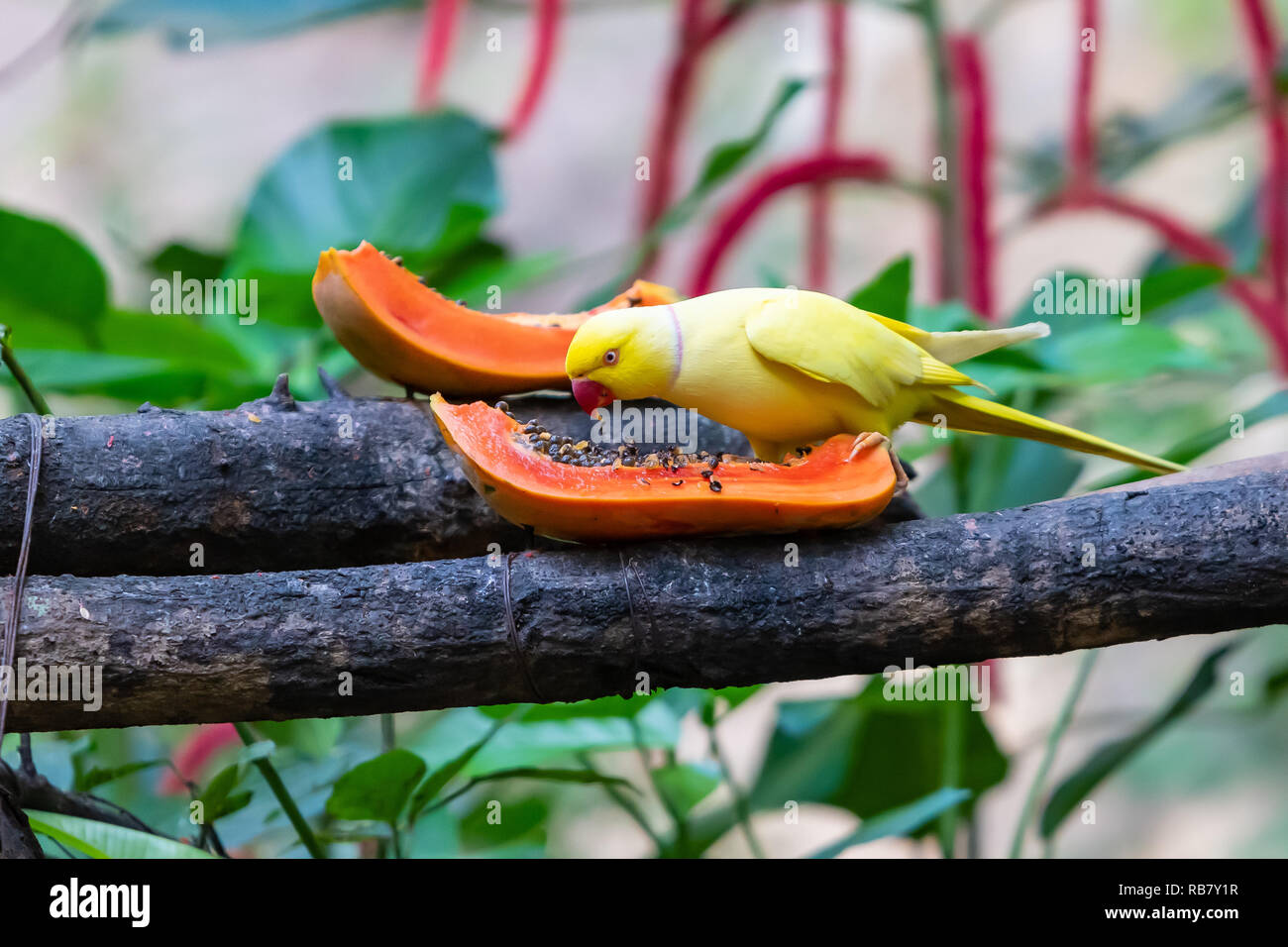 Indian ringneck hi-res stock photography and images - Alamy
