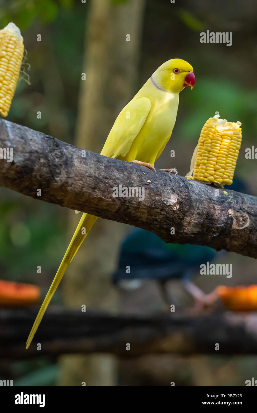 Indian ringneck parrot hi-res stock photography and images - Alamy