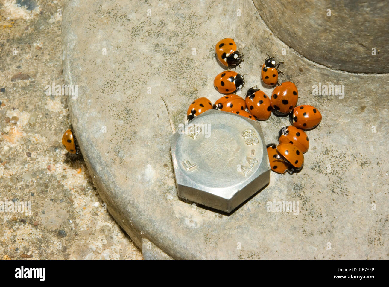 Ladybirds uk hi-res stock photography and images - Alamy