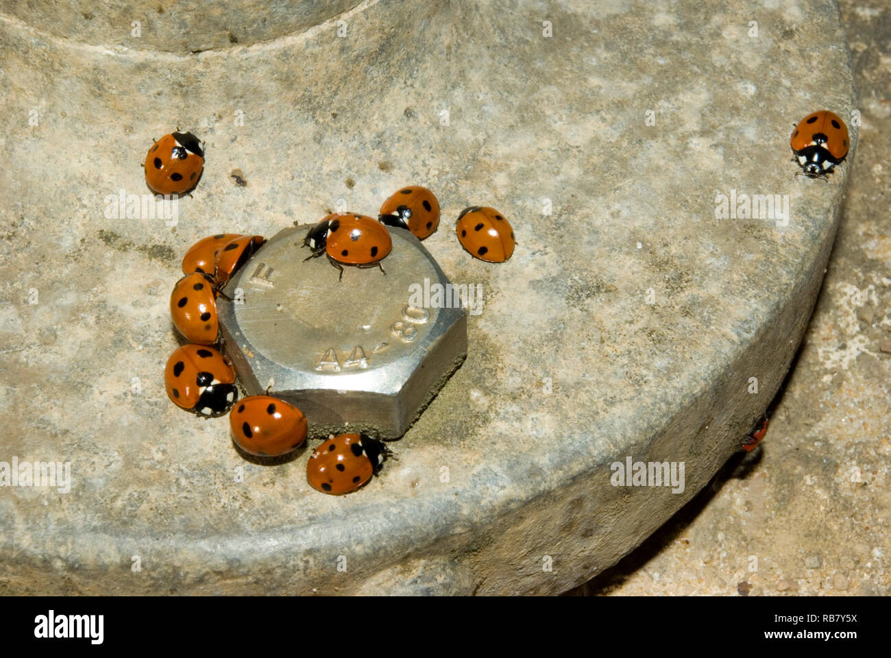Ladybirds Uk High Resolution Stock Photography and Images - Alamy