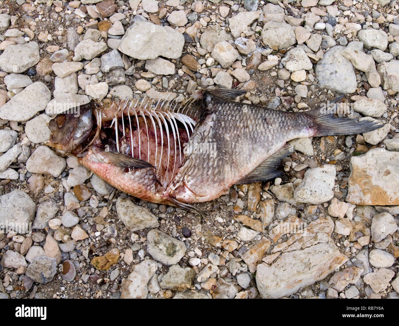 Dead fish bones hi-res stock photography and images - Alamy