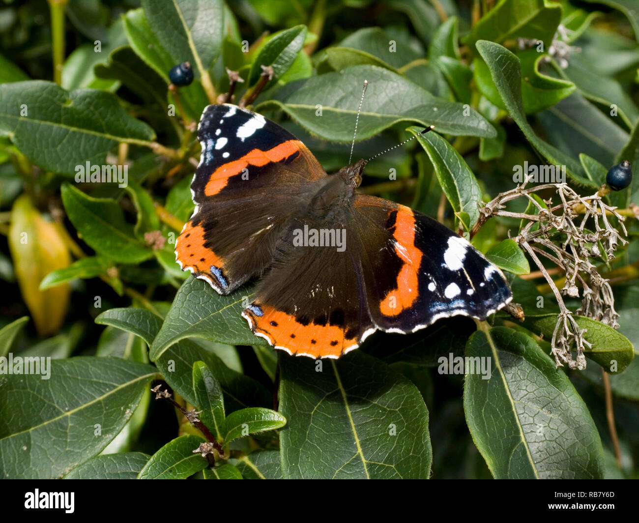 Red admiral dorsal side hi-res stock photography and images - Alamy