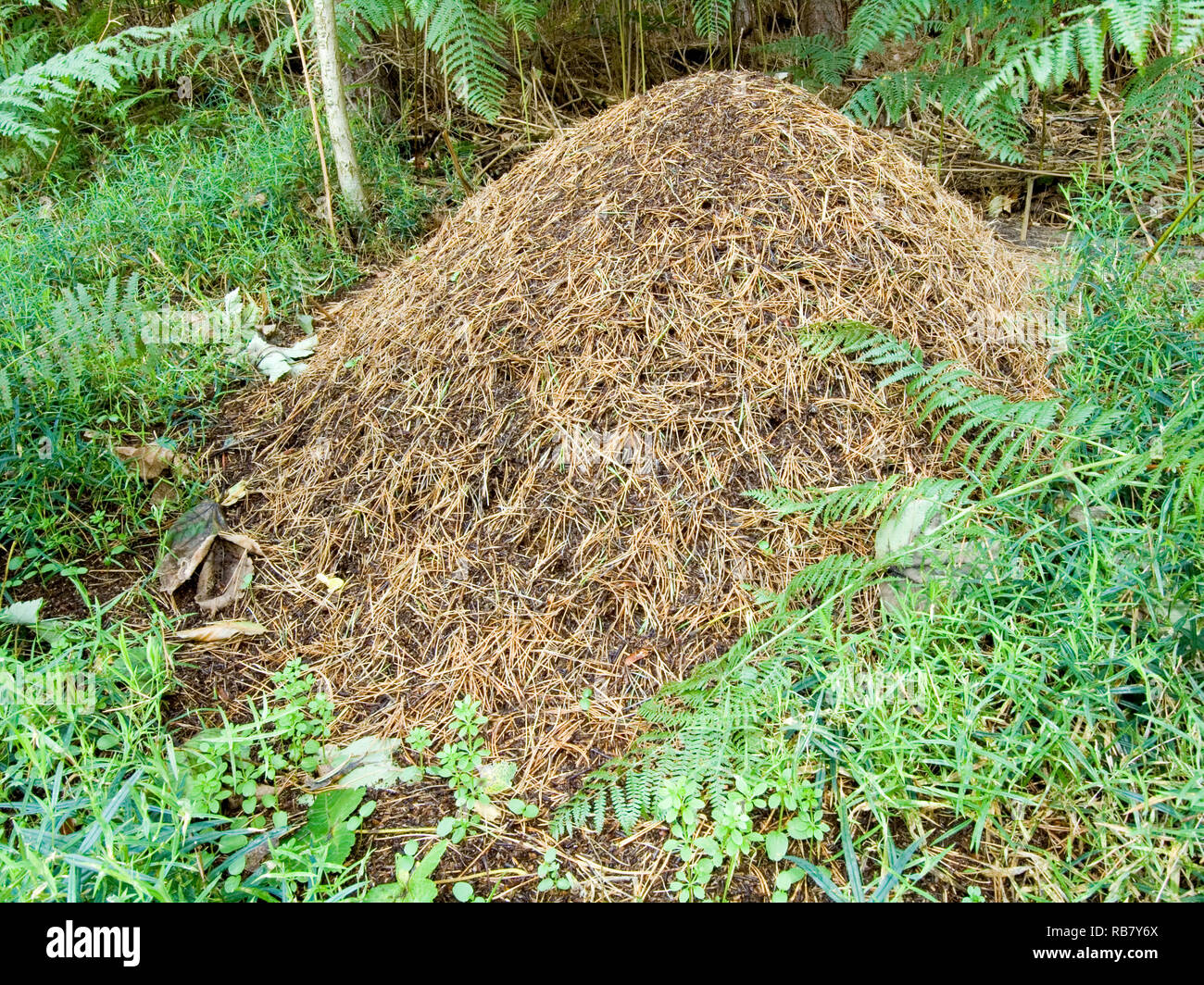 Ant habitat construction hi-res stock photography and images - Alamy