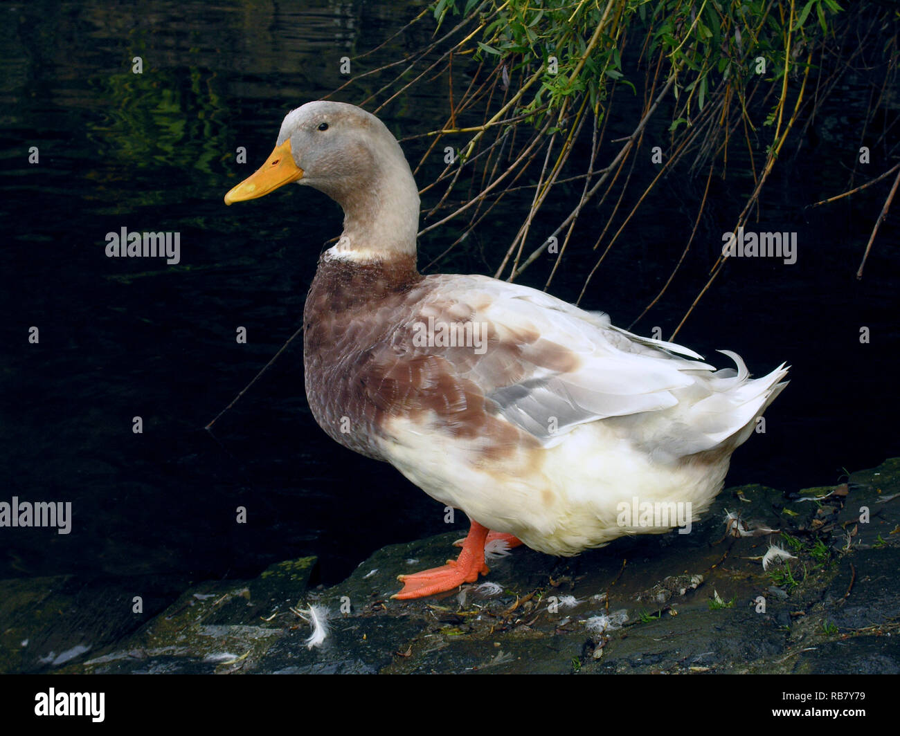Domesticated duck hi-res stock photography and images - Alamy