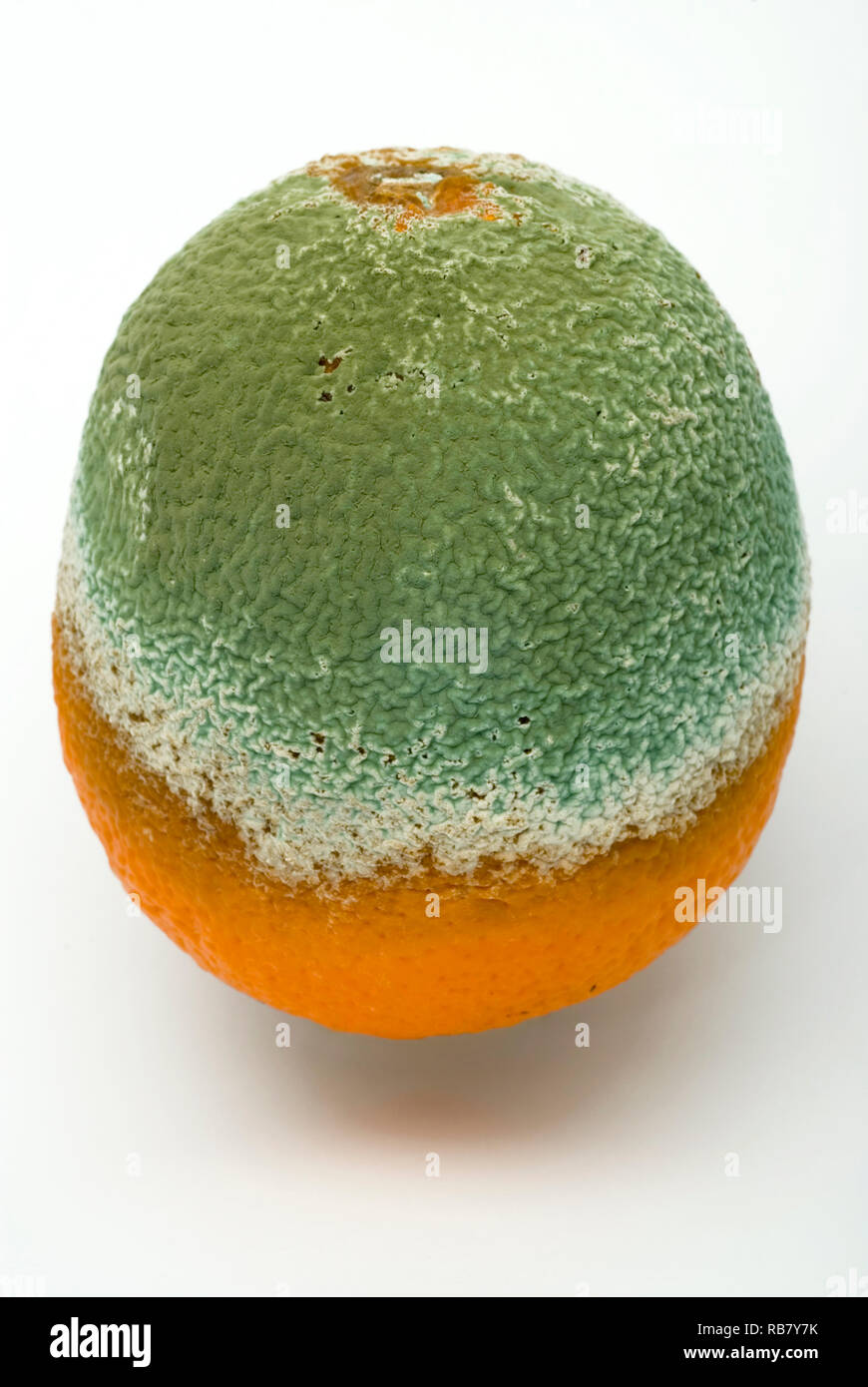 Penicillium digitatum Colony Stock Photo - Alamy