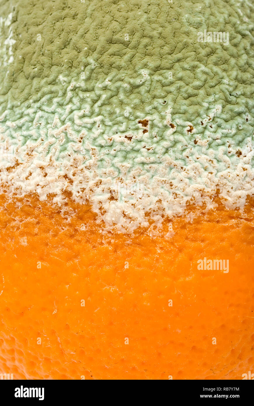 Penicillium digitatum Colony Stock Photo - Alamy