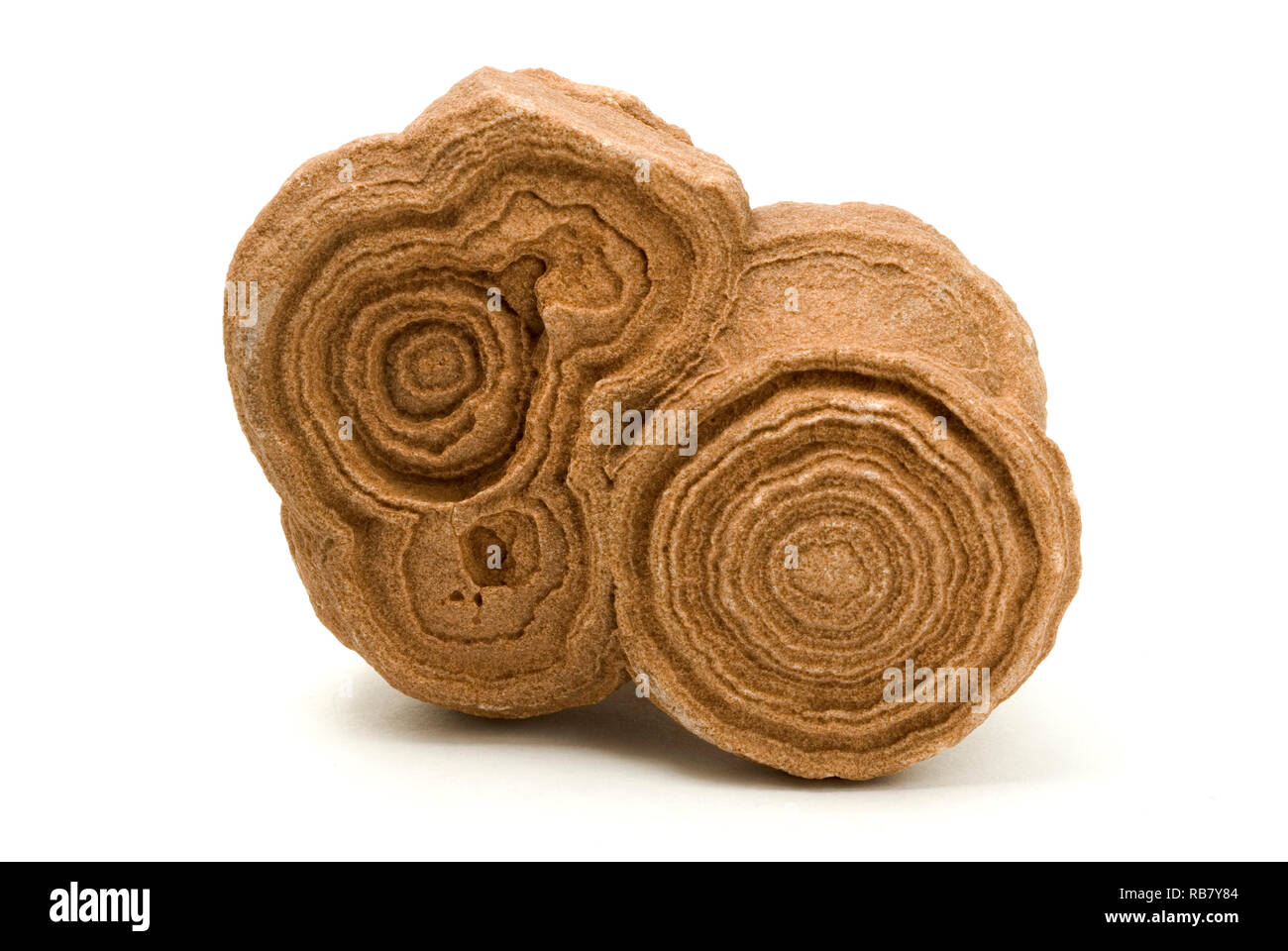 Fossilized layers hi-res stock photography and images - Alamy