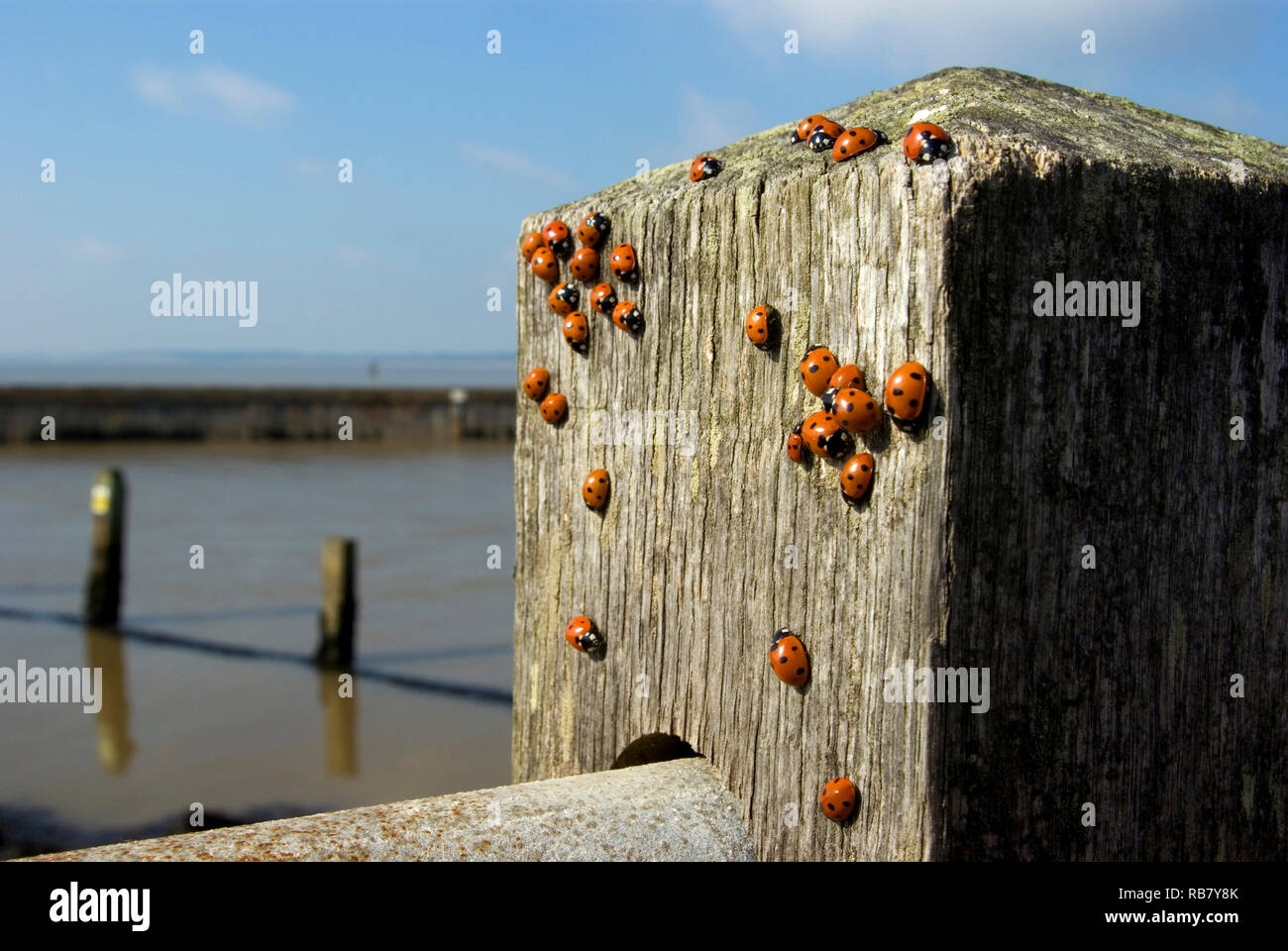 Ladybird swarm uk hi-res stock photography and images - Alamy