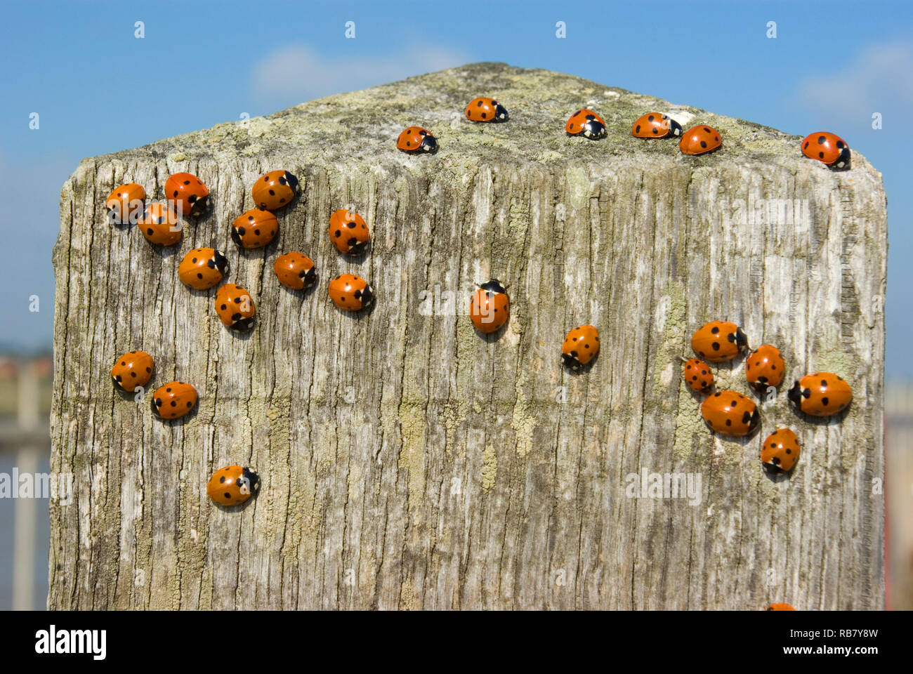 Ladybirds uk hi-res stock photography and images - Alamy