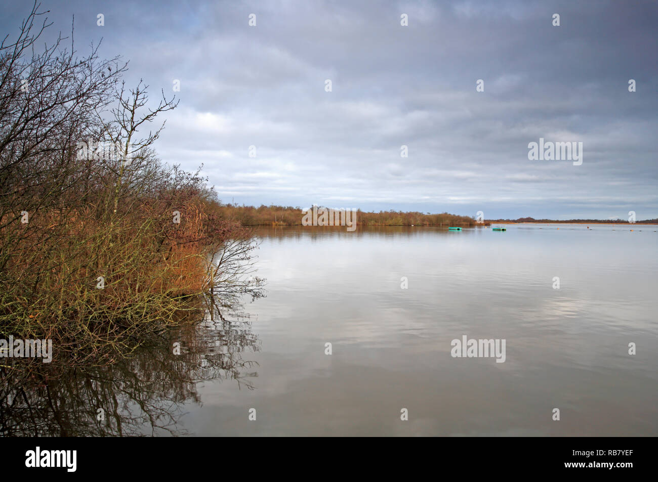 A winter view over Barton Broad from the Boardwalk viewing platform on ...