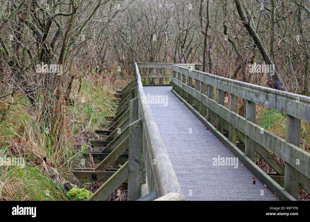 A boardwalk through alder carr to a viewing platform overlooking Barton ...