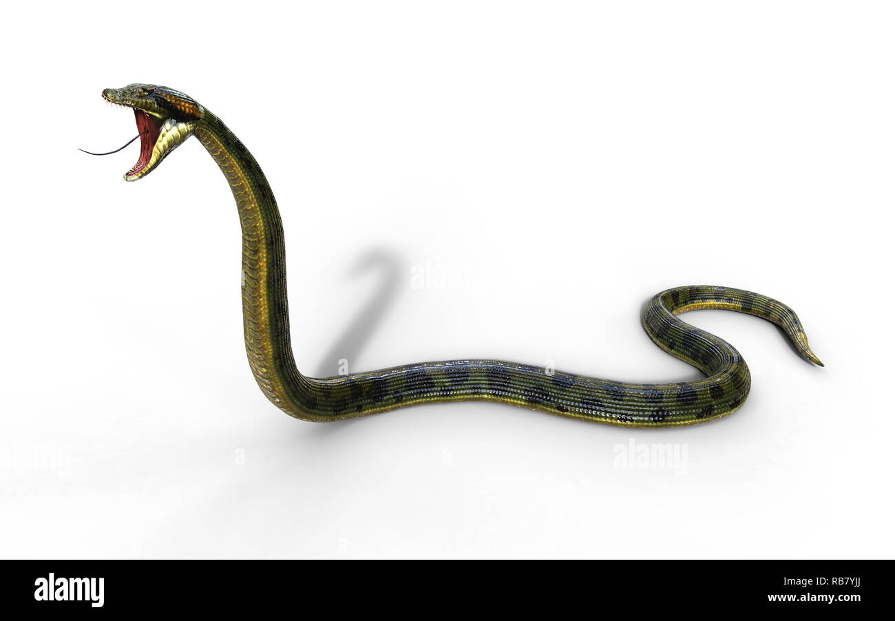 3d Illustration Anaconda, Boa Constrictor The World's Biggest Venomous ...