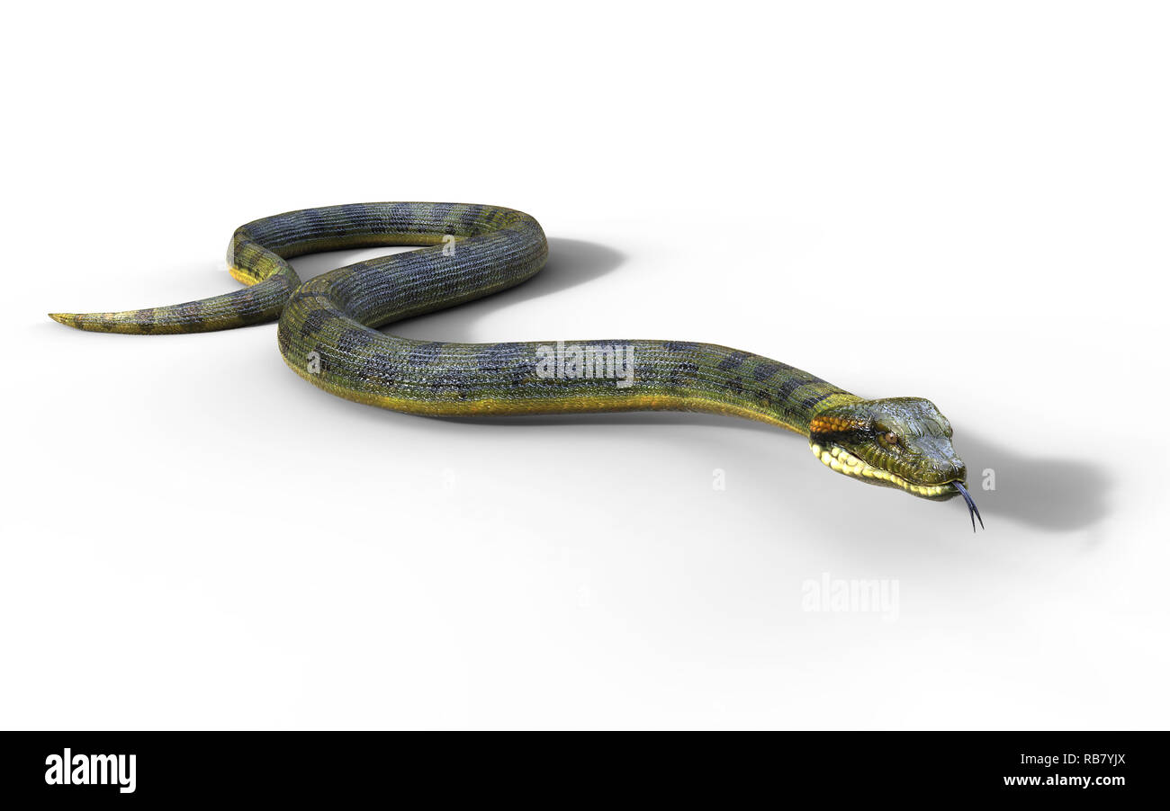 3d Illustration Anaconda, Boa Constrictor The World's Biggest Venomous ...