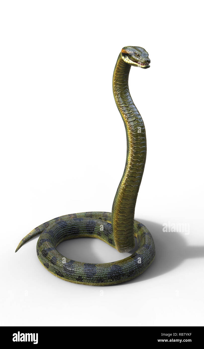 3d Illustration Anaconda, Boa Constrictor The World's Biggest Venomous ...