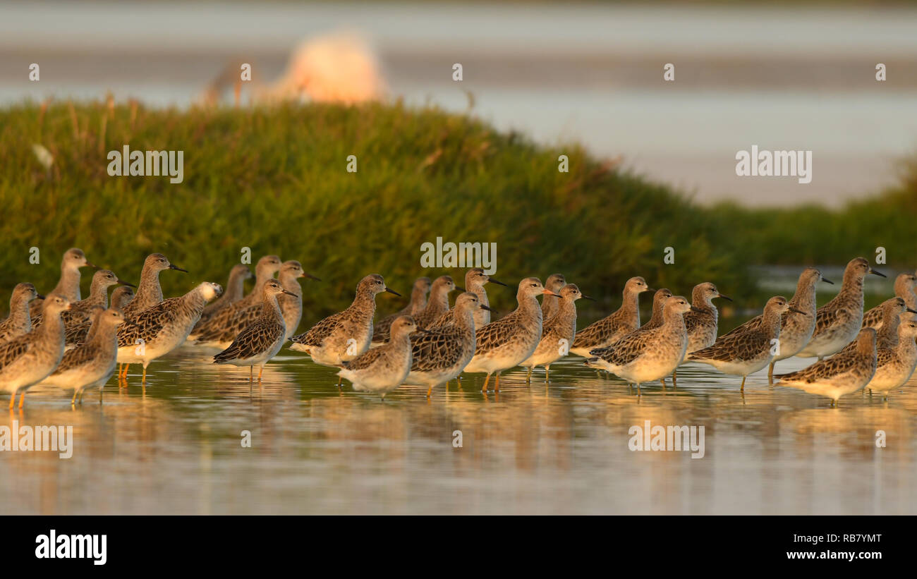 Middle East Birds Stock Photos & Middle East Birds Stock Images - Alamy
