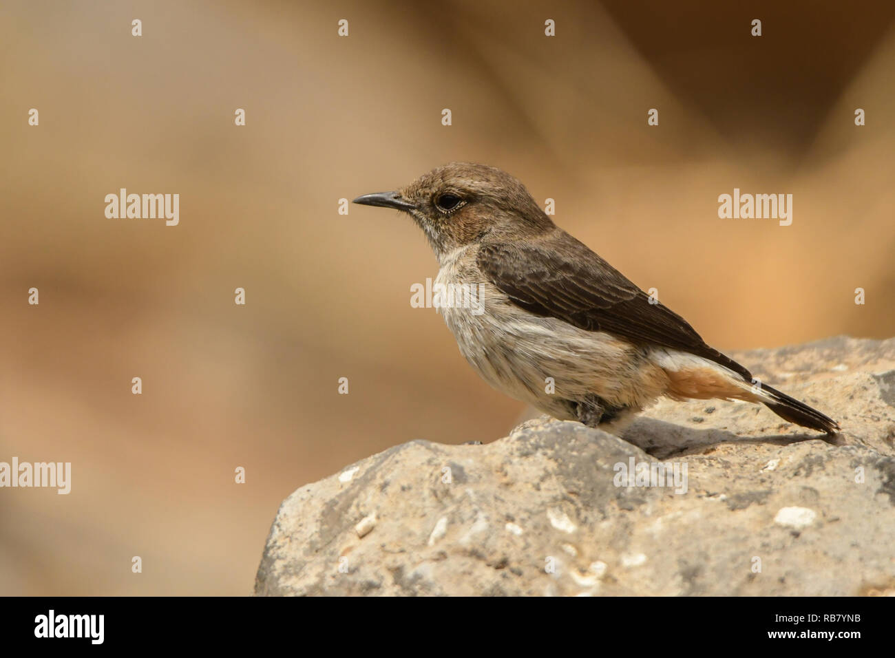 Arabian Wheatear / Oenanthe lugentoides Stock Photo - Alamy