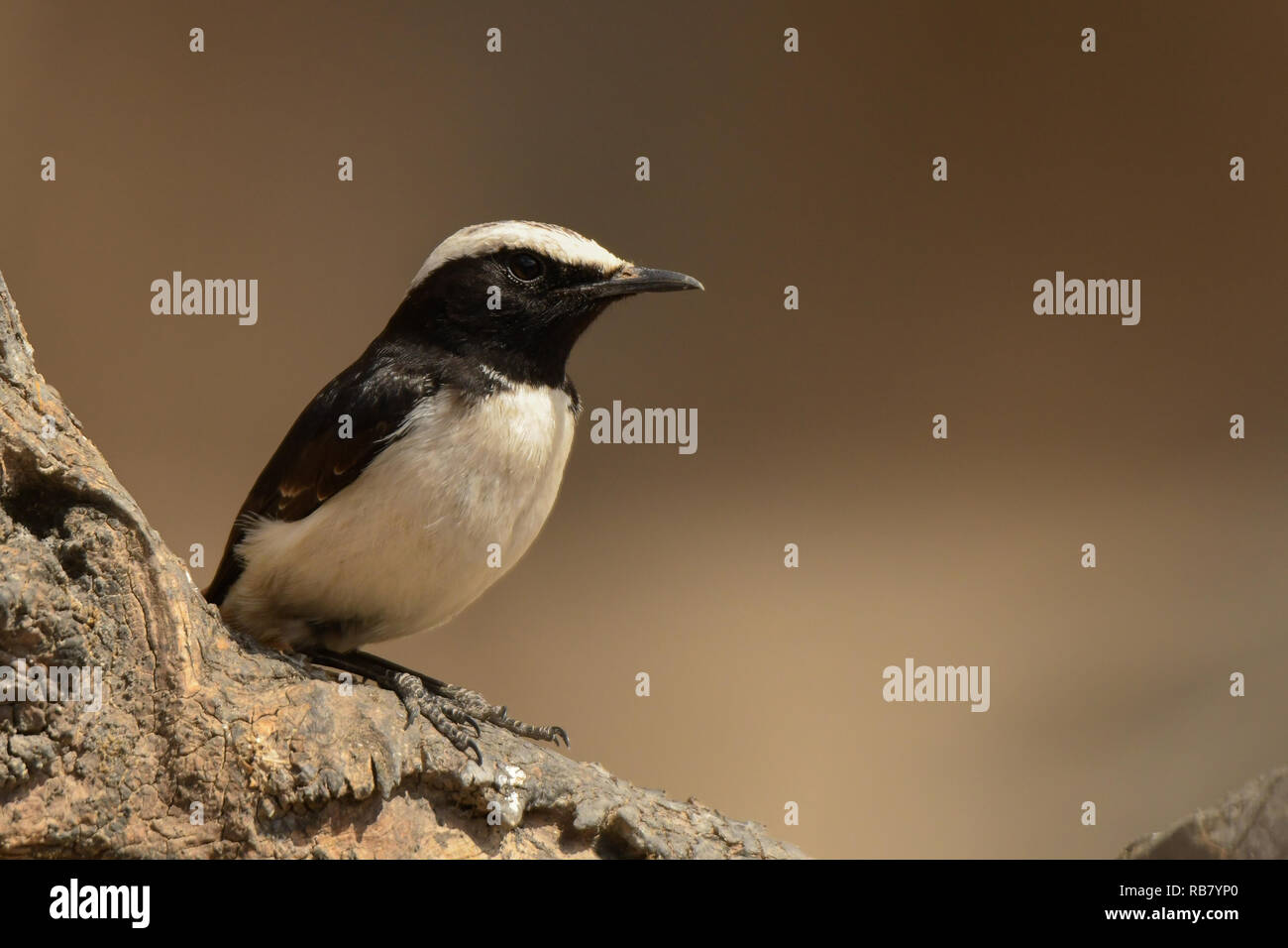 Arabian Wheatear / Oenanthe lugentoides Stock Photo - Alamy