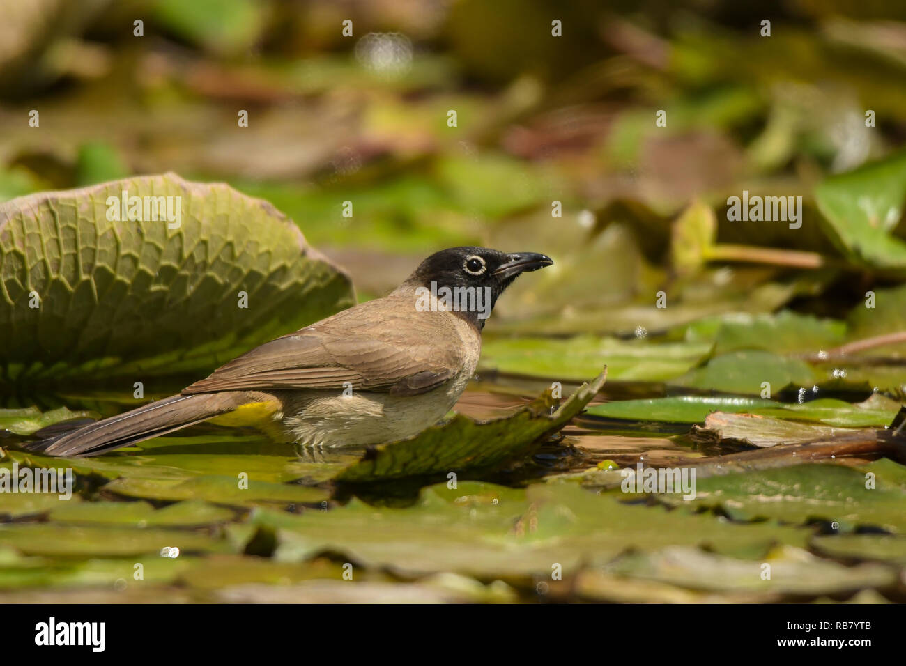 White spectacled bulbul pycnonotus hi-res stock photography and images ...