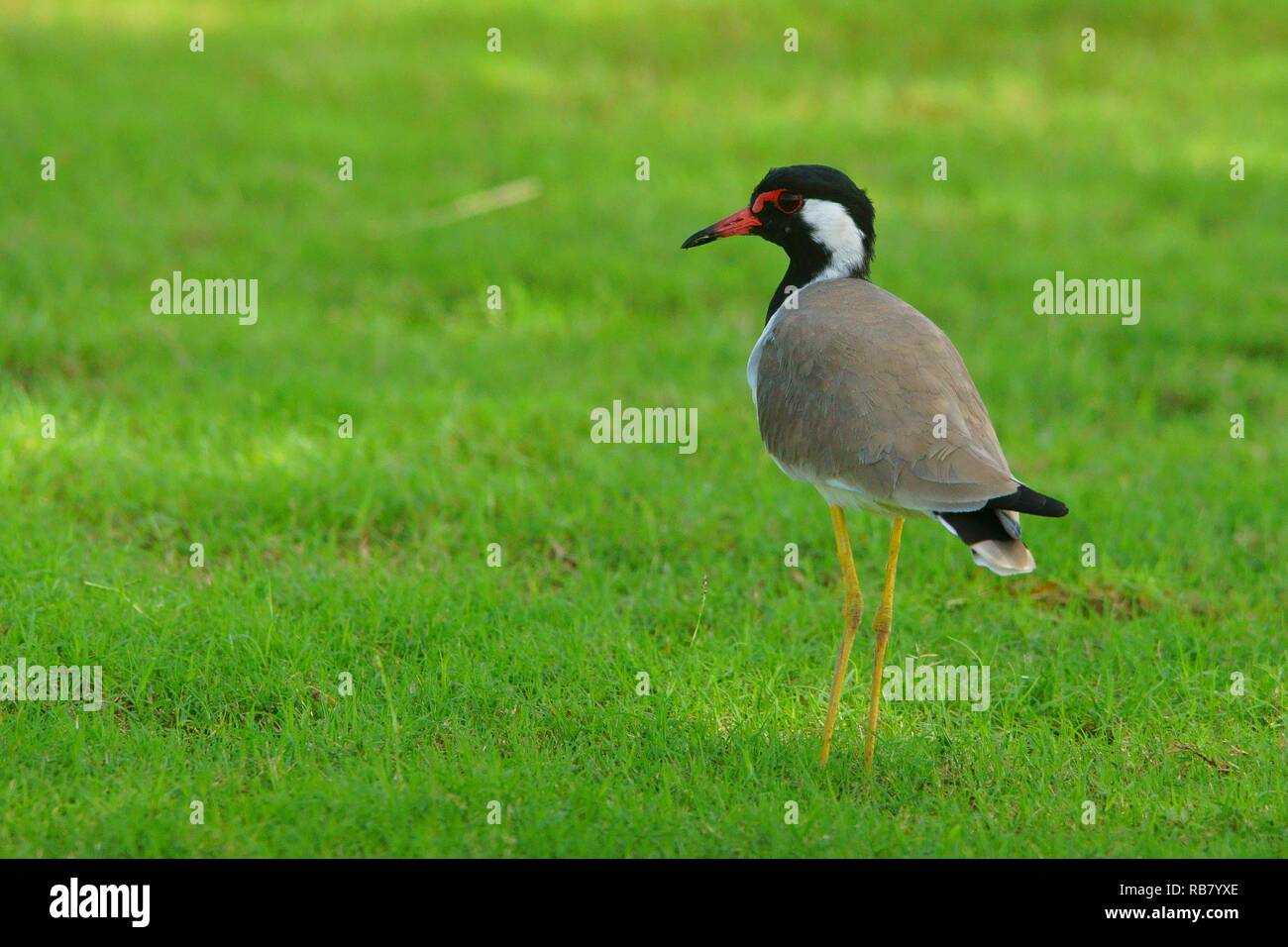 Red-wattled Lapwing / Vanellus indicus Stock Photo - Alamy