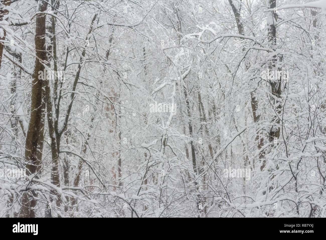 Forest after snowfall Stock Photo - Alamy