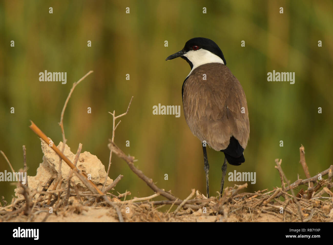Spur wings hi-res stock photography and images - Alamy