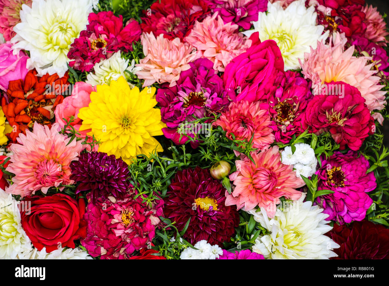 Beautiful autumn background from mixed aster different color Stock ...