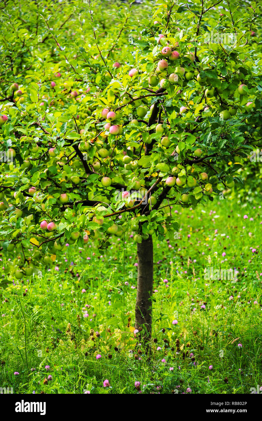 Apple tree in an orchard, with red apples ready for harvest in summer ...