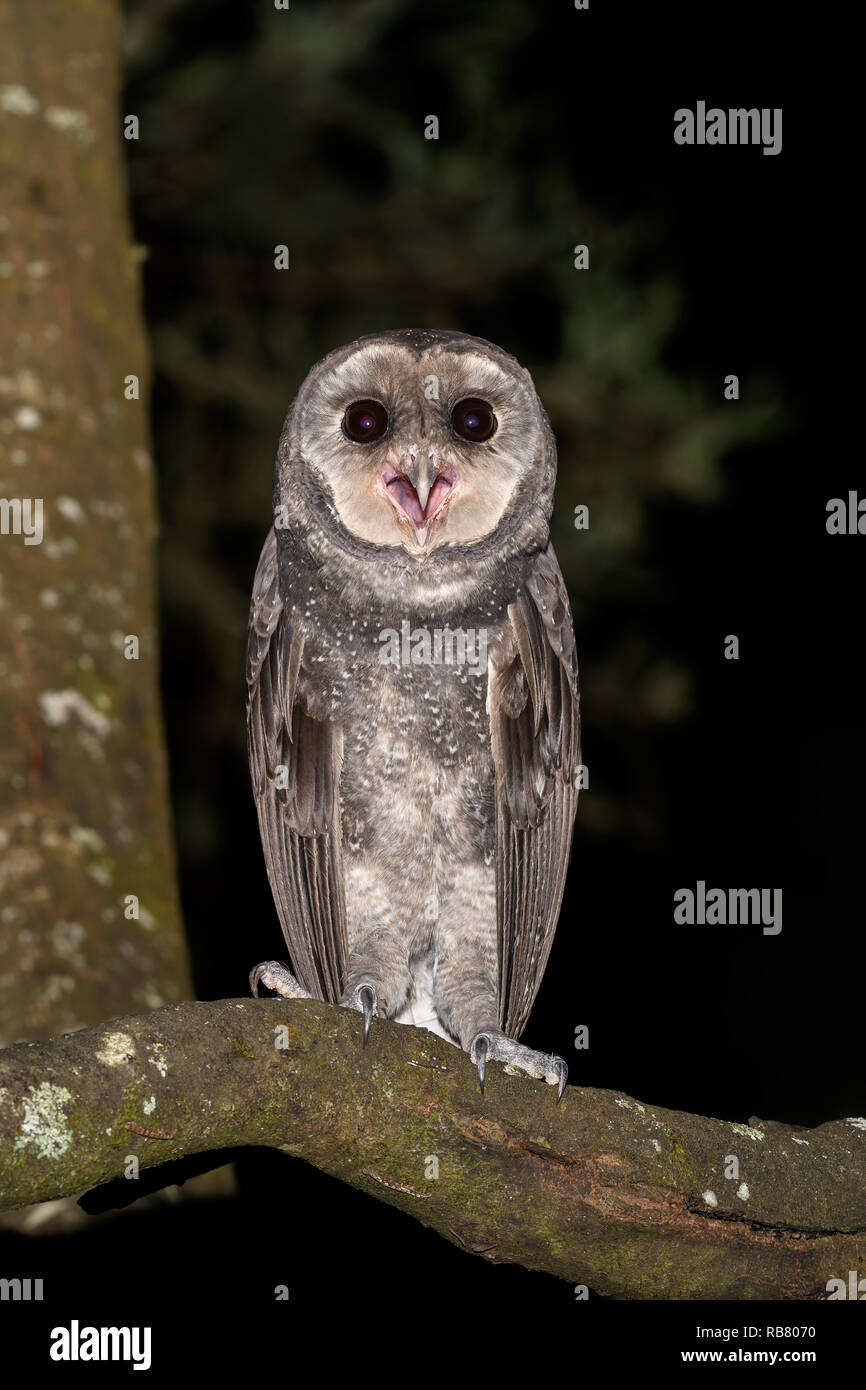 Greater Sooty Owl