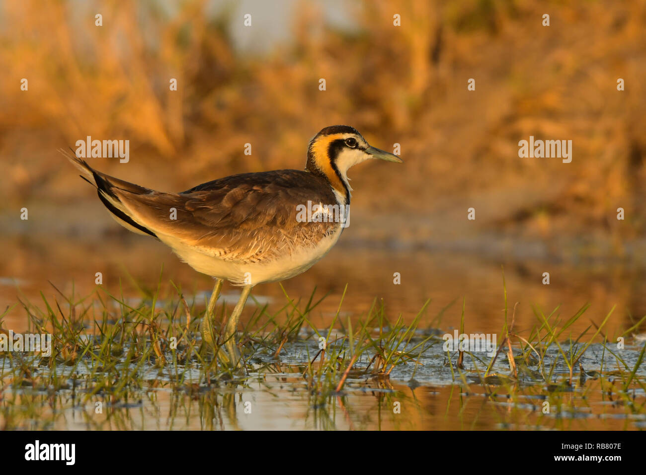 Pheasant Tailed Jacana Female