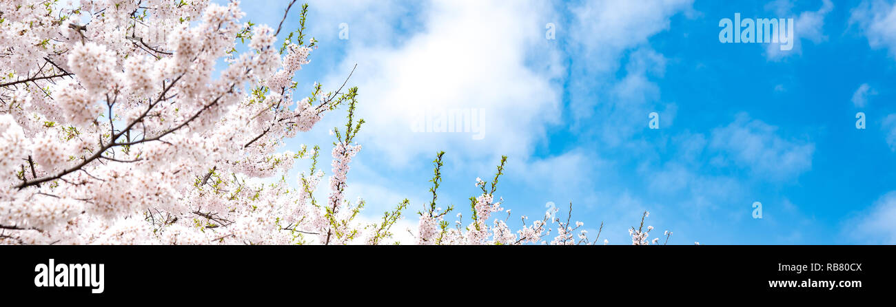 Cherry blossom in spring for background and clear sky background. Copy ...