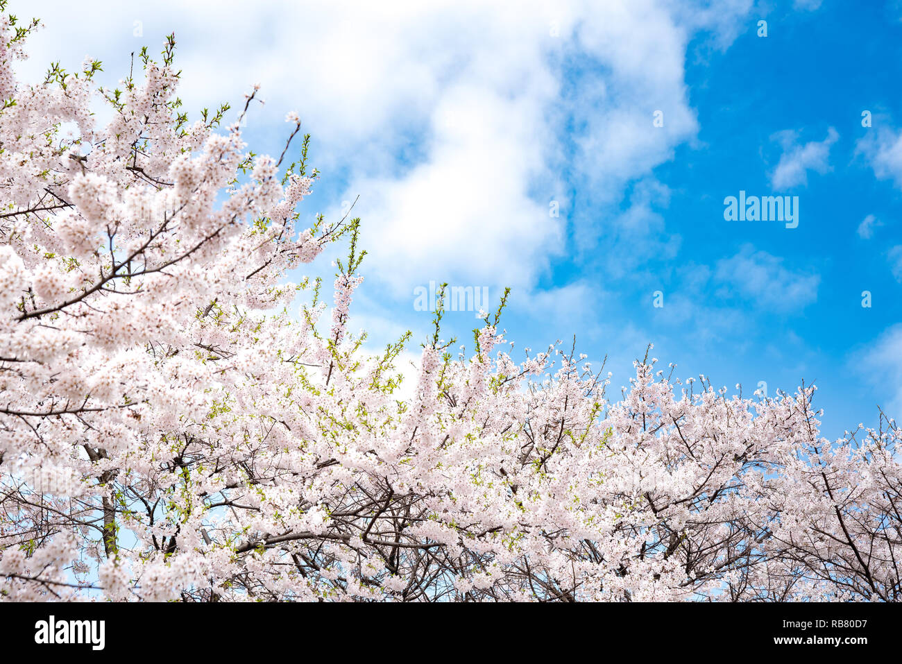 Cherry blossom in spring for background and clear sky background. Copy ...