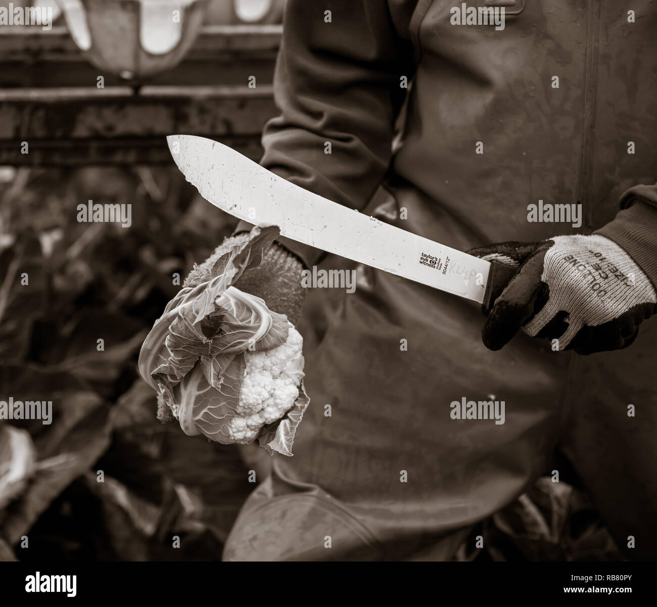 Eastern European farm workers in picking cauliflower in Corwall UK ...