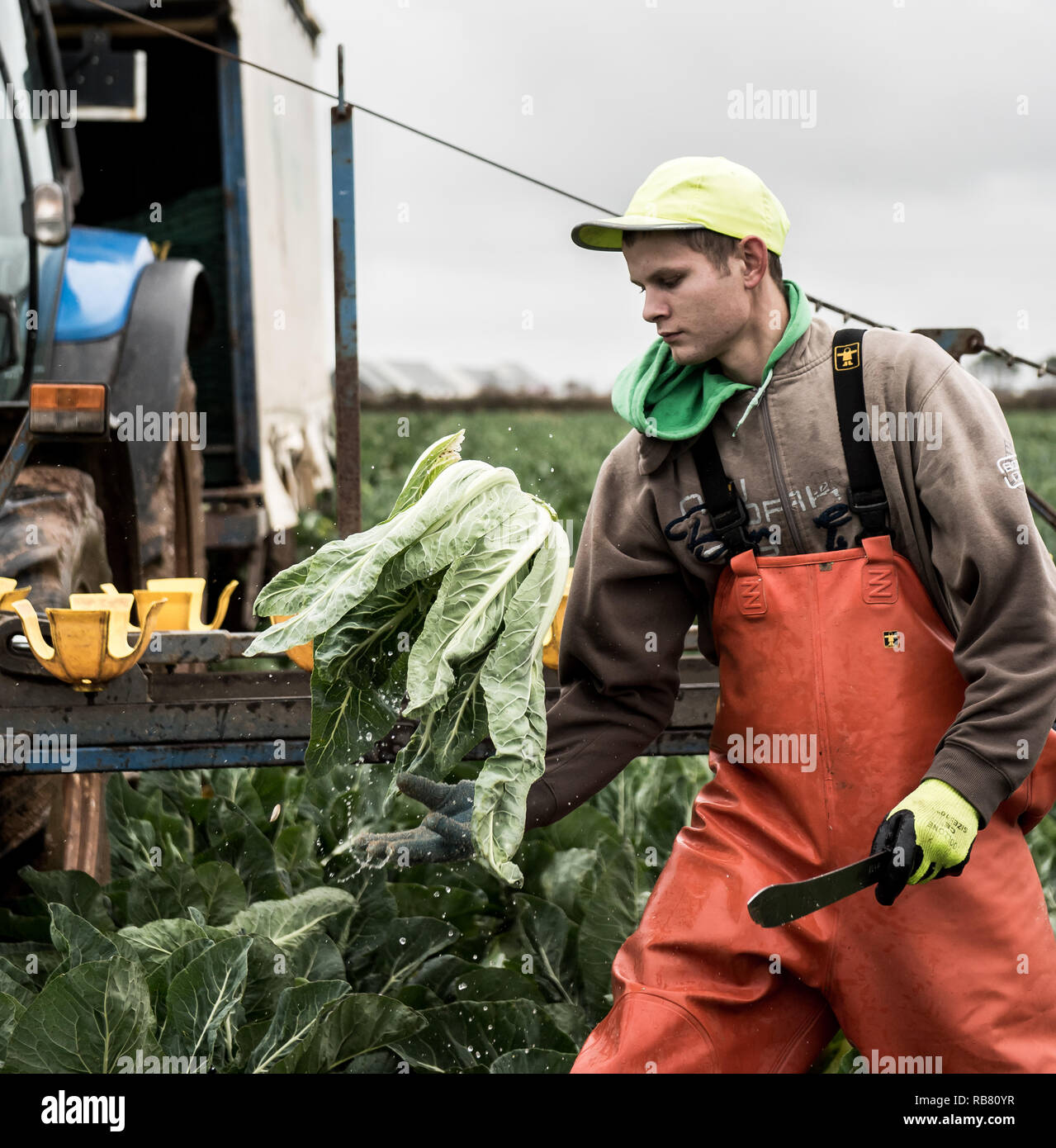 Eastern European farm workers in picking cauliflower in Corwall UK ...