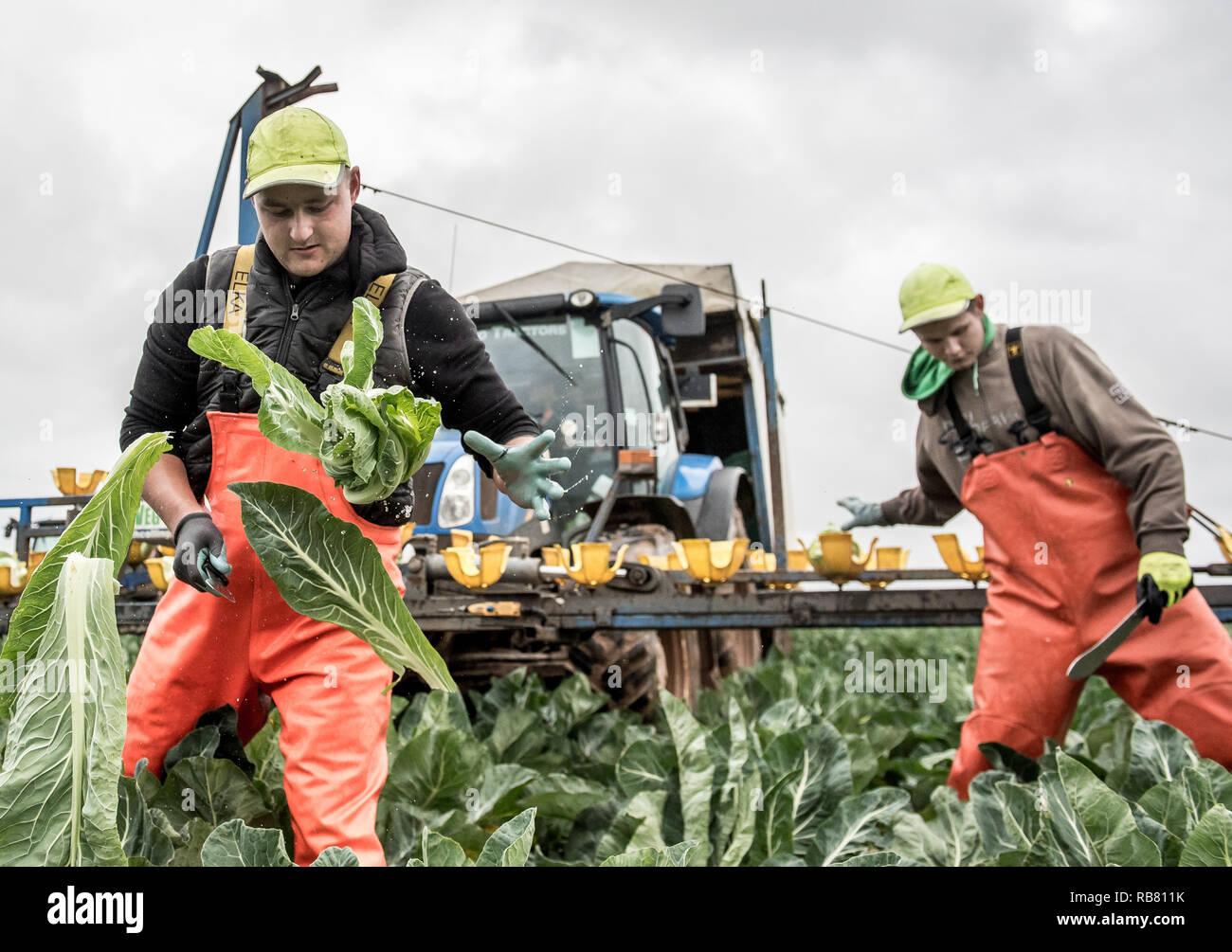 Eastern European farm workers in picking cauliflower in Corwall UK ...