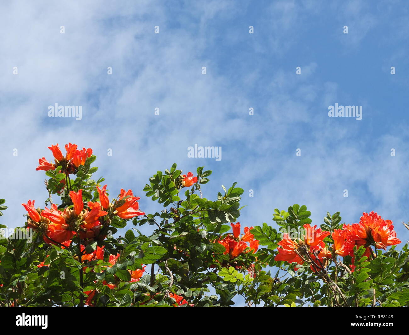 Red and blue nature Stock Photo - Alamy